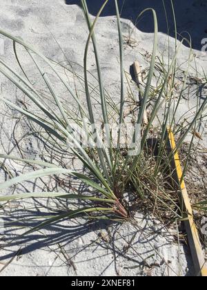 grasses, sedges, cattails, and allies (Poales) Plantae Stock Photo - Alamy