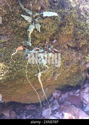 walking fern (Asplenium rhizophyllum) Plantae Stock Photo - Alamy