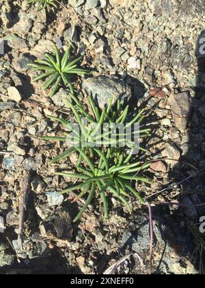 Bitterroot (Lewisia rediviva) Plantae Stock Photo - Alamy