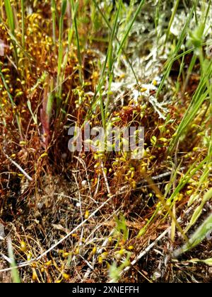 Bonfire moss (Funaria hygrometrica) Plantae Stock Photo - Alamy