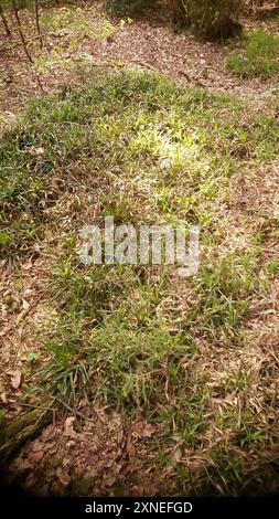 Great Woodrush (Luzula sylvatica), Plantae, Peterhead South and Cruden ...