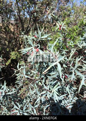 Agarita (Berberis trifoliolata) Plantae Stock Photo - Alamy
