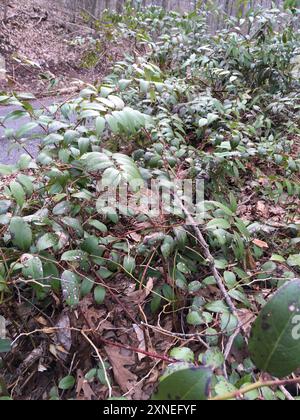 mountain doghobble (Leucothoe fontanesiana) Plantae Stock Photo - Alamy