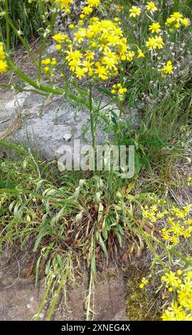 Small's ragwort (Packera anonyma) Plantae Stock Photo - Alamy