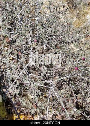 Littleleaf Rhatany (Krameria erecta) Plantae Stock Photo - Alamy