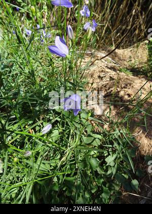 Common Harebell (Campanula rotundifolia) Plantae Stock Photo - Alamy