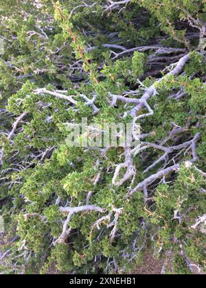 desert gooseberry (Ribes velutinum) Plantae Stock Photo - Alamy
