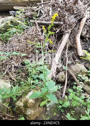 Swamp Goldenrod (Solidago patula), Plantae, Pisgah National Forest ...