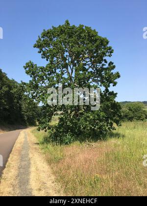 Oregon oak (Quercus garryana) Plantae Stock Photo - Alamy