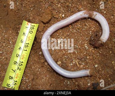 Cape Wedgesnouted Worm Lizard (Monopeltis capensis) Reptilia Stock ...