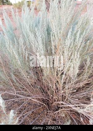 sand sagebrush (Artemisia filifolia) Plantae Stock Photo - Alamy