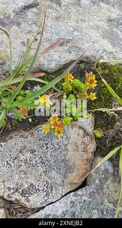 Alpine Stonecrop (Sedum alpestre) Plantae Stock Photo - Alamy