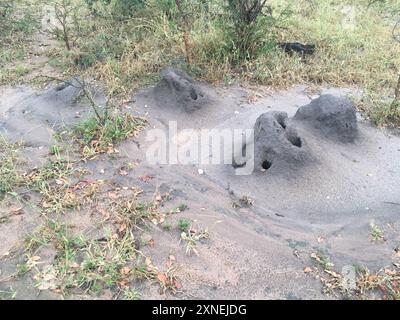fungus-growing termites (Macrotermitinae) Insecta Stock Photo - Alamy