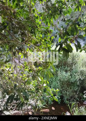 Cape Holly (Ilex mitis) Plantae Stock Photo - Alamy
