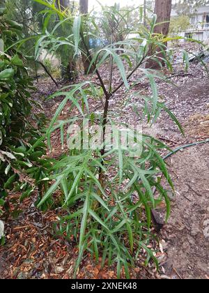 New Zealand nightshade (Solanum aviculare) Plantae Stock Photo - Alamy