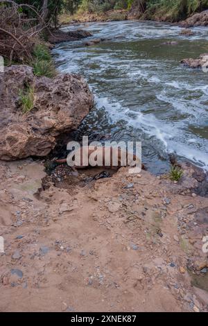 View of a Hennops Hiking Trail, with river running through, small ...