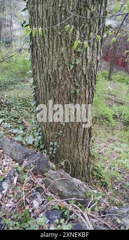 American elm (Ulmus americana) Plantae Stock Photo - Alamy