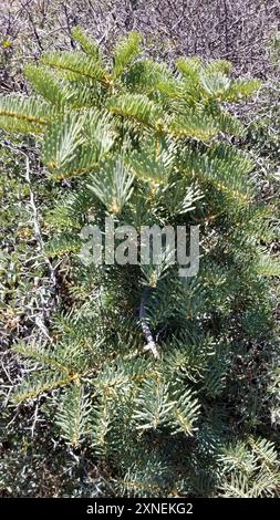 white fir (Abies concolor) Plantae Stock Photo - Alamy