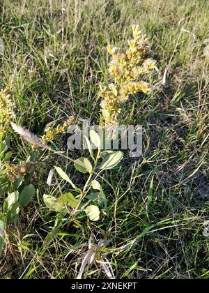 Ground Goldenrod (Solidago mollis), Plantae, Valley County, US-MT, US ...