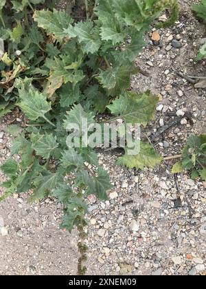 California Goosefoot (Blitum californicum), Plantae, Pinnacles National ...