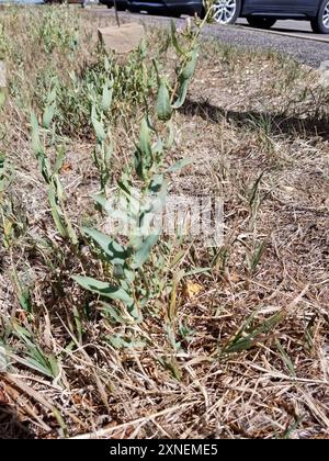 asters and allies (Astereae) Plantae Stock Photo - Alamy