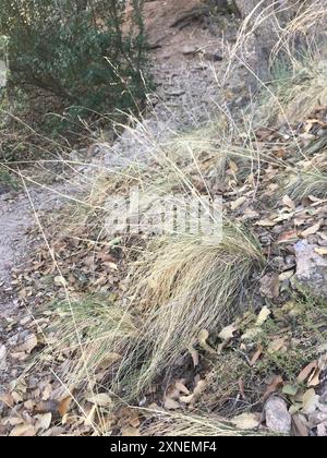 Pinyon Ricegrass (Piptochaetium fimbriatum) Plantae Stock Photo - Alamy