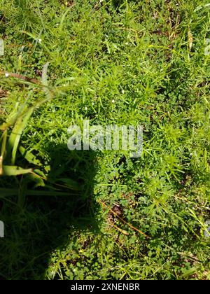 Rust Weed (Polypremum procumbens) Plantae Stock Photo - Alamy
