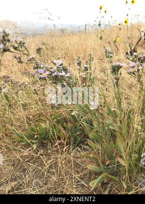 western aster (Symphyotrichum ascendens) Plantae Stock Photo - Alamy