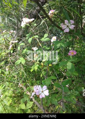 swamp rose (Rosa palustris) Plantae Stock Photo - Alamy