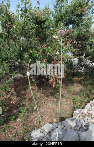 maritime wild leek (Allium commutatum) Plantae Stock Photo - Alamy