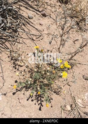 Spiny Goldenweed (Xanthisma spinulosum) Plantae Stock Photo - Alamy
