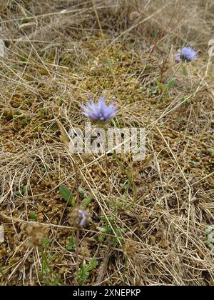 Sheep's-bit (Jasione montana) Plantae Stock Photo - Alamy