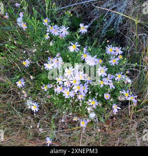 Red-purple Ragwort (Senecio elegans) Plantae Stock Photo - Alamy