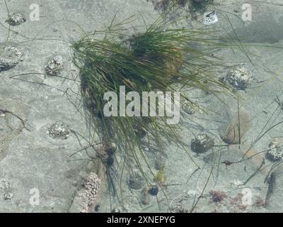 surfgrasses (Phyllospadix) Plantae Stock Photo - Alamy