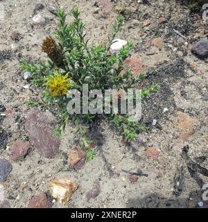 (Pteronia elongata) Plantae Stock Photo - Alamy