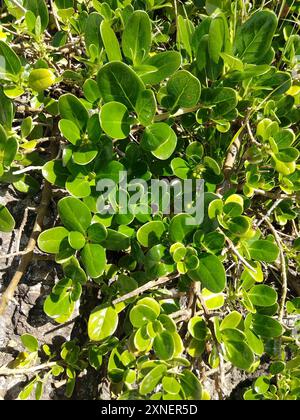 Taupata (Coprosma repens) Plantae Stock Photo - Alamy