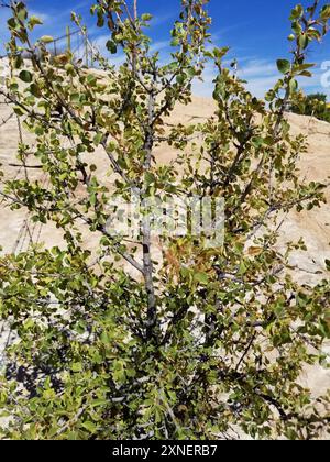single-leaf ash (Fraxinus anomala) Plantae Stock Photo - Alamy