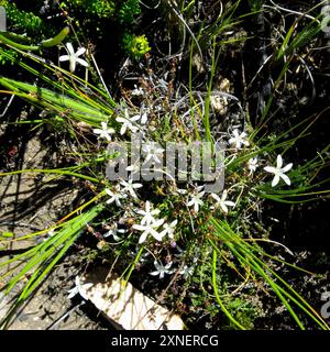 bellflower family (Campanulaceae) Plantae Stock Photo - Alamy
