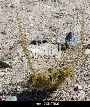 Jerusalem oak (Dysphania botrys) Plantae Stock Photo - Alamy