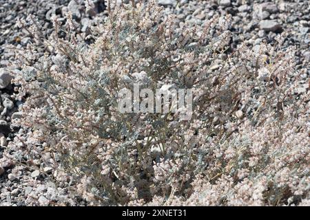 soft prairie clover (Dalea mollissima) Plantae Stock Photo - Alamy