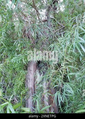 african sumac (Searsia lancea) Plantae Stock Photo - Alamy