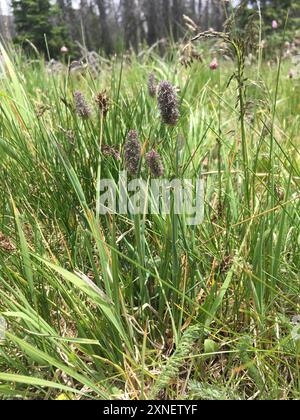 Alpine Timothy (Phleum alpinum) Plantae Stock Photo - Alamy