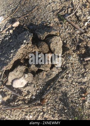 Yellow False Truffle (Rhizopogon luteolus) Fungi Stock Photo - Alamy