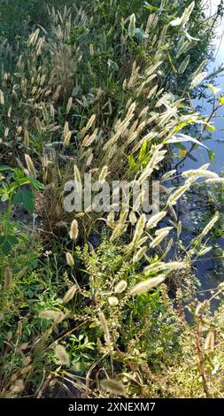 rabbitfoot grass (Polypogon monspeliensis) Plantae Stock Photo - Alamy
