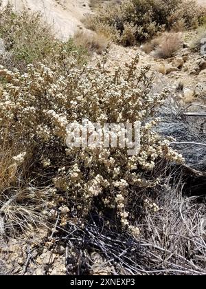 Roundleaf buffaloberry (Shepherdia rotundifolia) Plantae Stock Photo ...