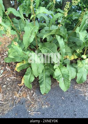 Greek Dock (Rumex cristatus) Plantae Stock Photo - Alamy