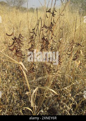 (Indigofera cryptantha cryptantha) Plantae Stock Photo - Alamy