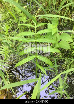 water parsnip (Sium suave) Plantae Stock Photo - Alamy