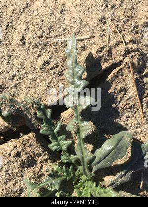 Blazingstars (Mentzelia) Plantae Stock Photo - Alamy