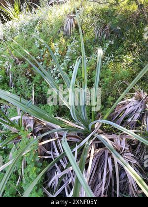 Palmiet (Prionium serratum) Plantae Stock Photo - Alamy